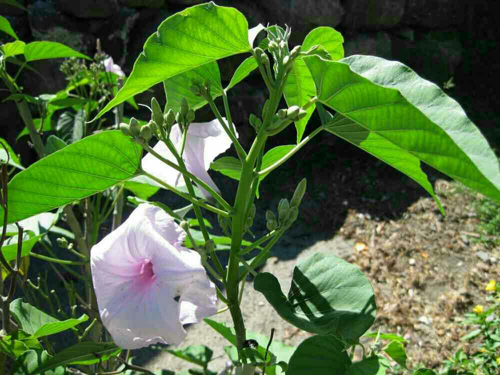Pohon Tablo Nama Kerennya Ipomoea Carnea | AtmaGo