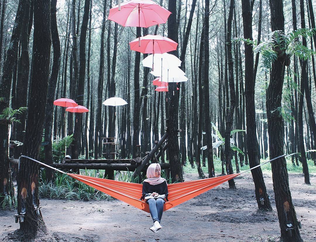 Hutan Pinus Semeru | AtmaGo