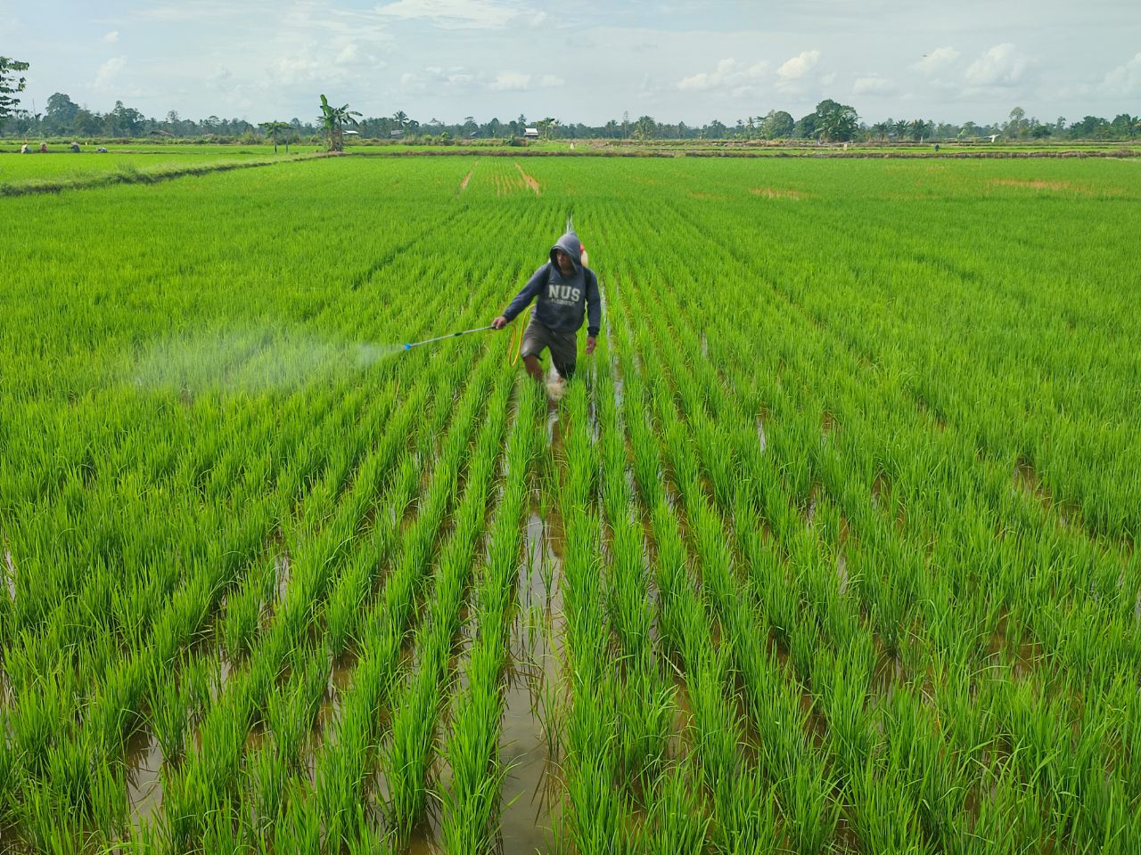 Padi Sudah Berumur 1 Bulan, Petani di Desa Salulemo Luwu Utara Harap ...