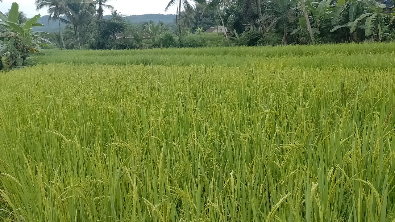 PADI YANG MULAI BERBUAH | AtmaGo