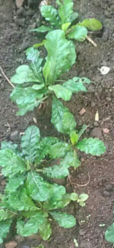 10 Manfaat / Khasiat tanaman Tapak Liman bg Kesehatan | AtmaGo