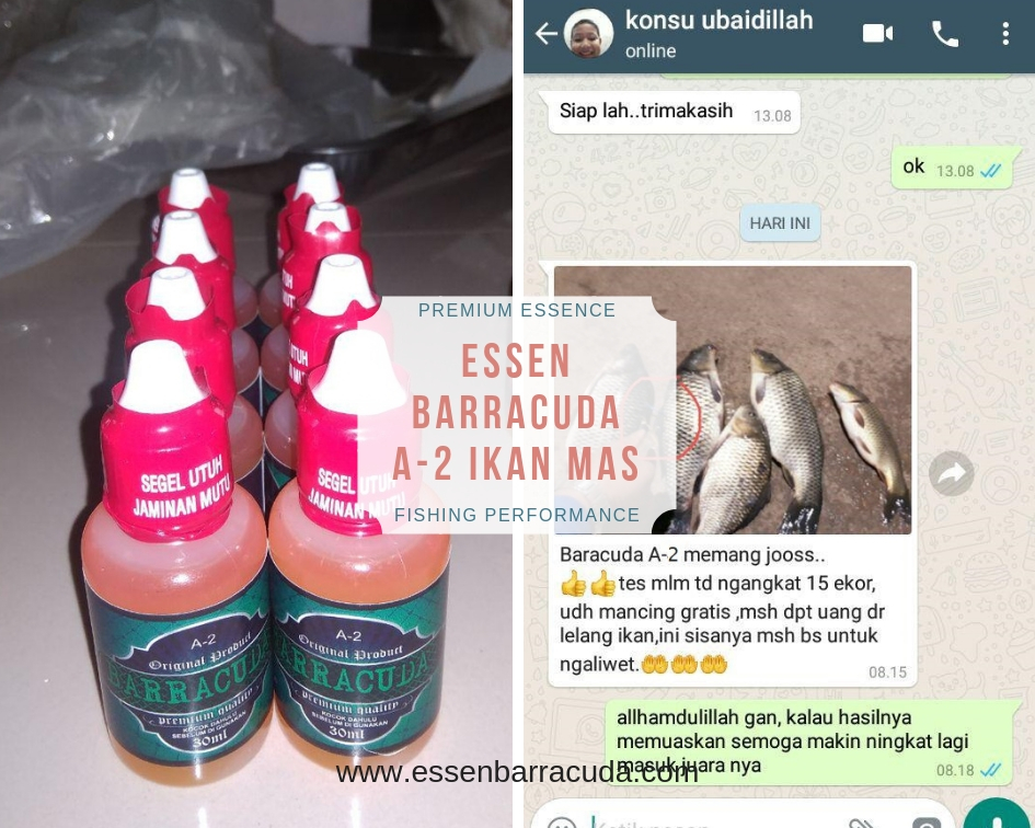 Essen Ikan Mas Kolam Air Dingin Andalan JUARA 1 MANCING | AtmaGo