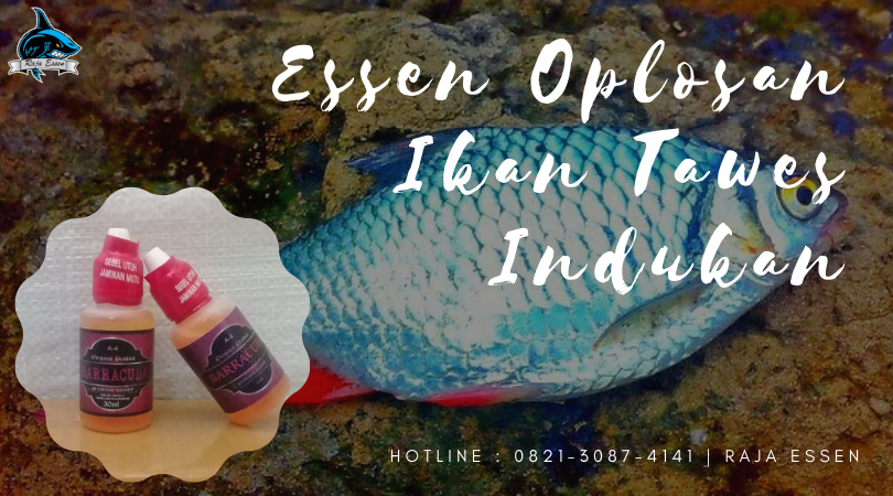 Oplosan Essen Ikan Tawes Indukan Paling JOSS 100% | AtmaGo