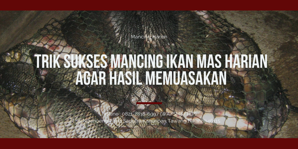 Trik Sukses Mancing Ikan Mas Harian Agar Hasil Memuaskan | AtmaGo