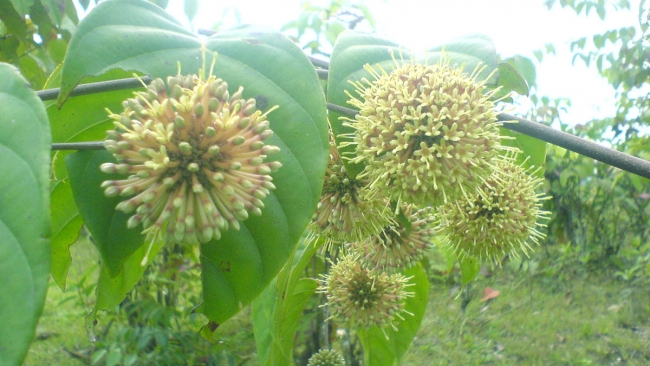 Begini Cara Agar Kandungan dalam Gambir Tetap Optimal | AtmaGo