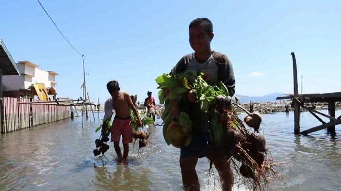 Warga Pesisir Donggala Tanam Pohon Butun Untuk Ciptakan Desa Tangguh ...