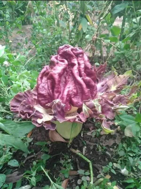 Bunga Raksasa Mekar Di Maja | AtmaGo