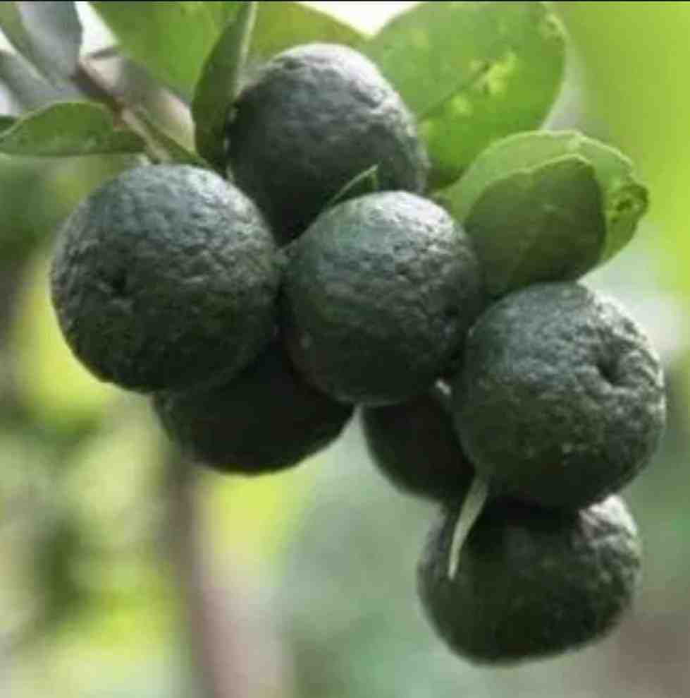 Pohon Jeruk Limao Jual Bibit Pohon Jeruk Limo//jeruk Limau Di Seller