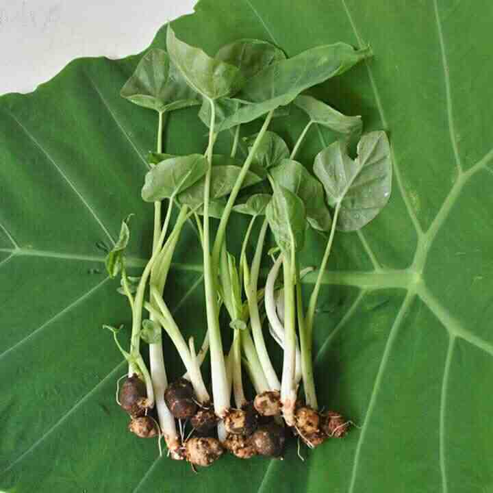 Talas sayur | AtmaGo